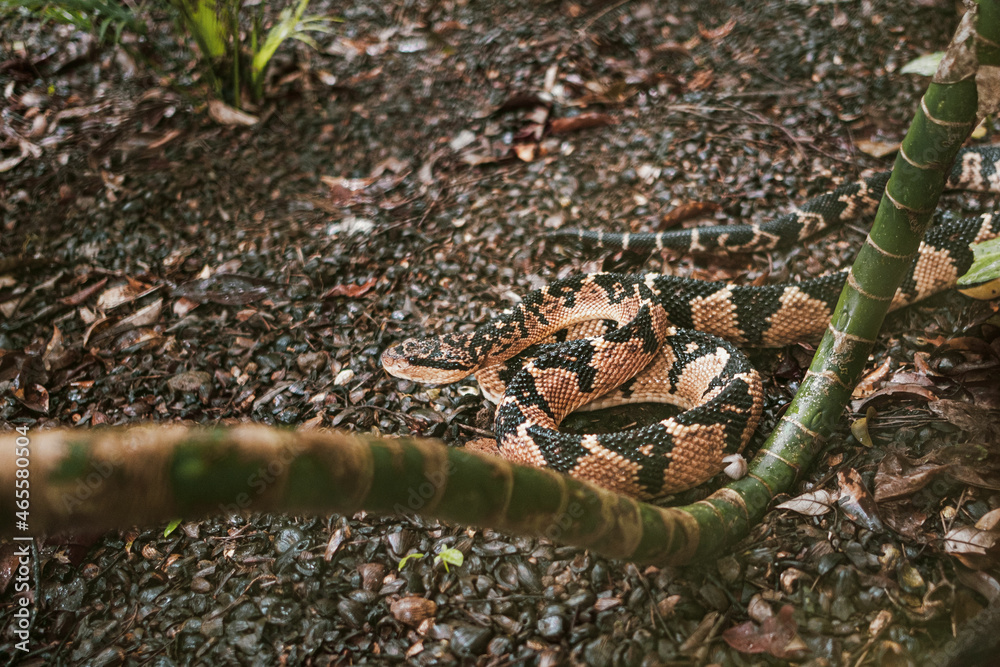 Southern American bushmaster snake in nature Stock Photo | Adobe Stock
