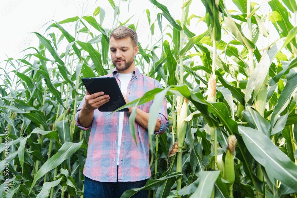 Agronomist holds tablet touch pad computer in the corn field and ...