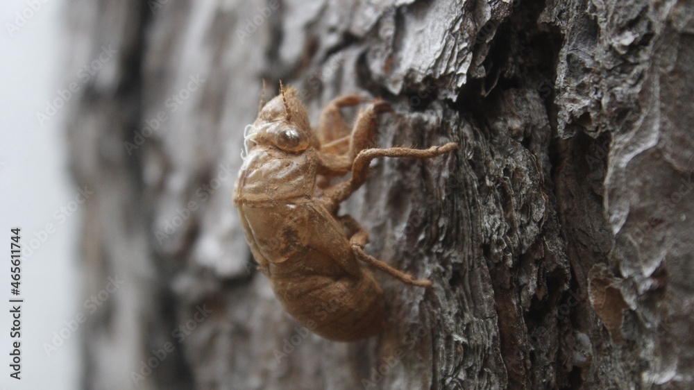 Cicada Shell Stock Photo | Adobe Stock