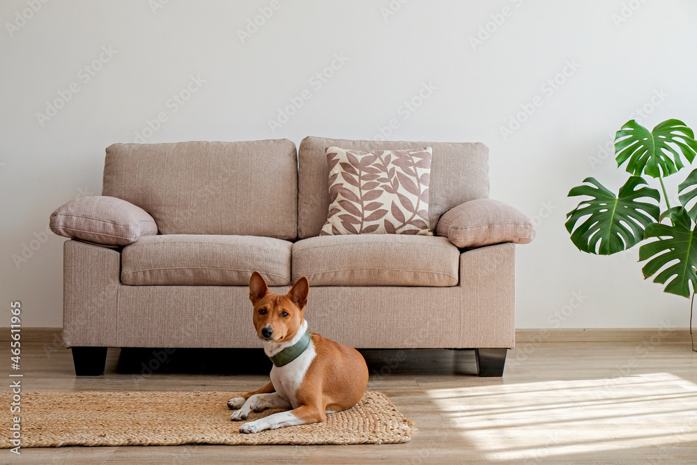 Cute Basenji dog with big ears laying on a wicker rug. Small adorable ...