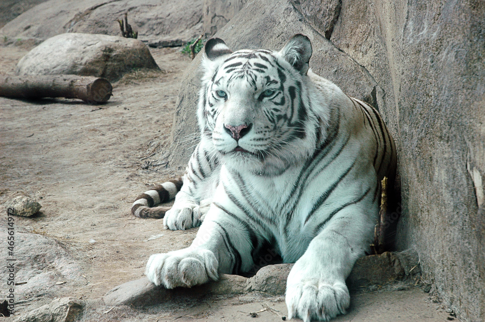 Tigre De Sibérie Albinos