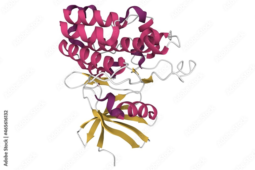 Structure Of Human Tgf Beta Receptor Type 2 Kinase Domain 3d Cartoon Model Secondary Structure