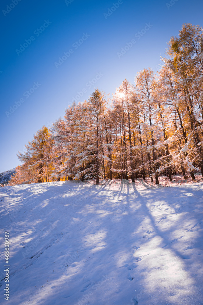 Coniferous forest covered with snow in the middle of autumn, a ...