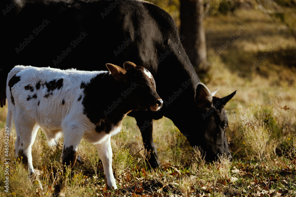 Cute baby cow shows calf with mom in fall field of farm. Stock Photo ...