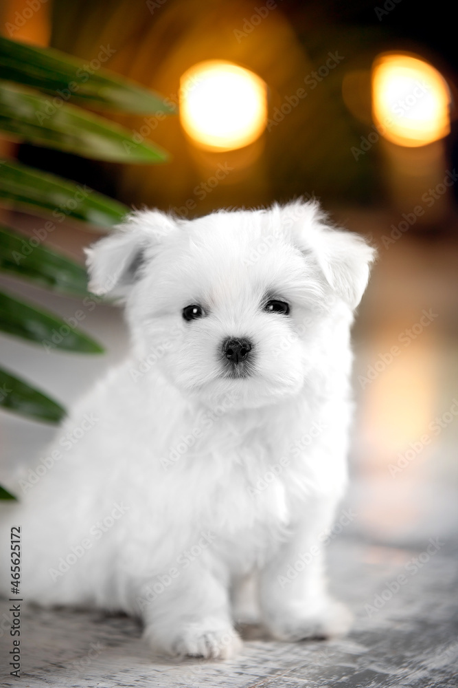 Small white dog of breed Maltese in a photo studio Stock Photo | Adobe ...