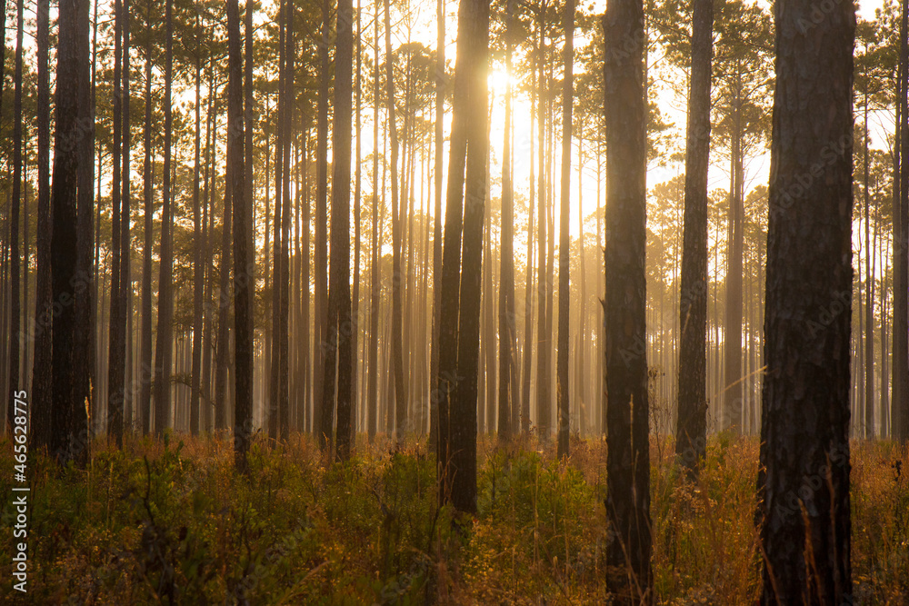 Forest of tall straight trees with morning sunrise glow Stock Photo ...