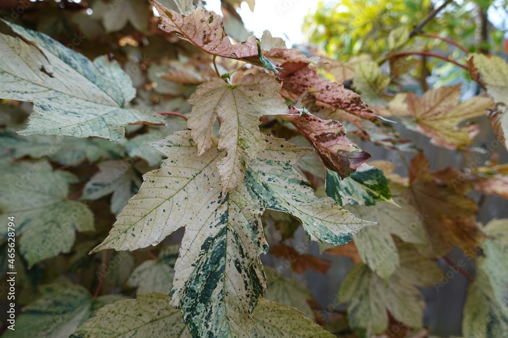 Esk Sunset Sycamore maple is a stunning tree with an amazing coloration ...