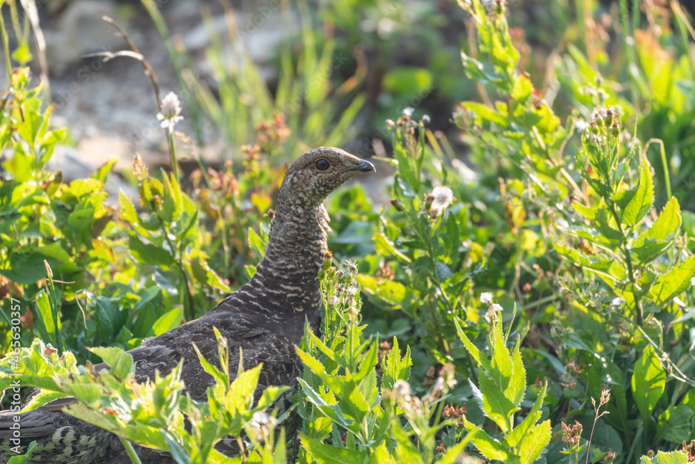 Grouse bird walks through dense brush looking and pecking for food ...