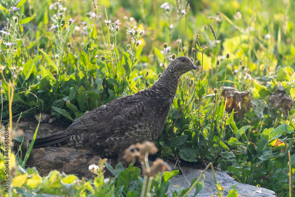 Grouse bird walks through dense brush looking and pecking for food ...