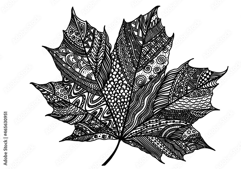 maple leaf sketch with black lines drawing on a white background Stock ...
