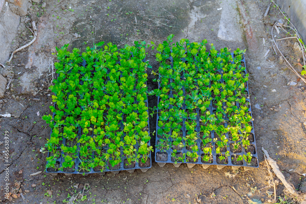 Celery Seedlings Grow In Cassettes In Peat Planted In Open Ground Multivitamin Vegetable