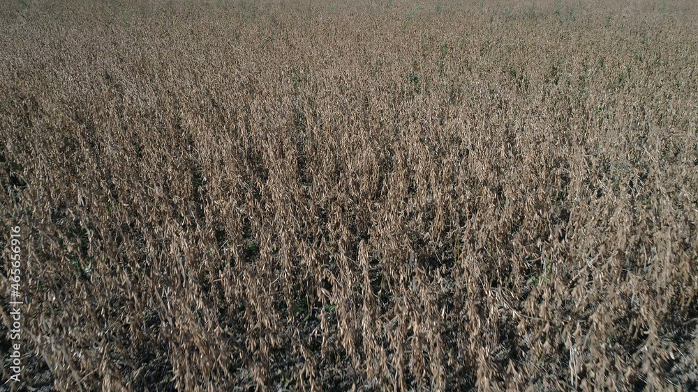Dying Farm crops, drought Climate Change Farming Stock Photo | Adobe Stock