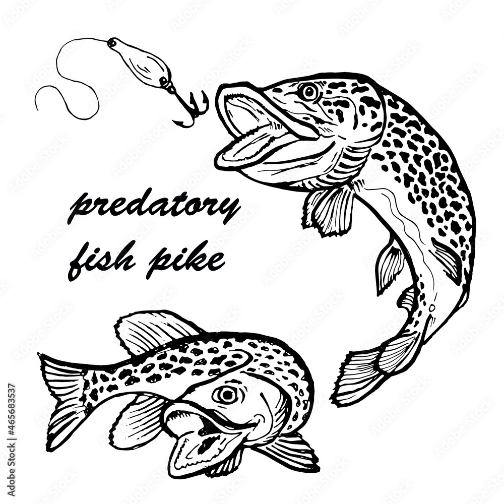 predatory pike fish with a spinner doodle with a black outline on a ...