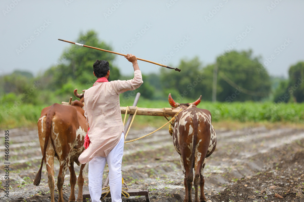 Indian farmer working with bull at his farm. Stock Photo | Adobe Stock