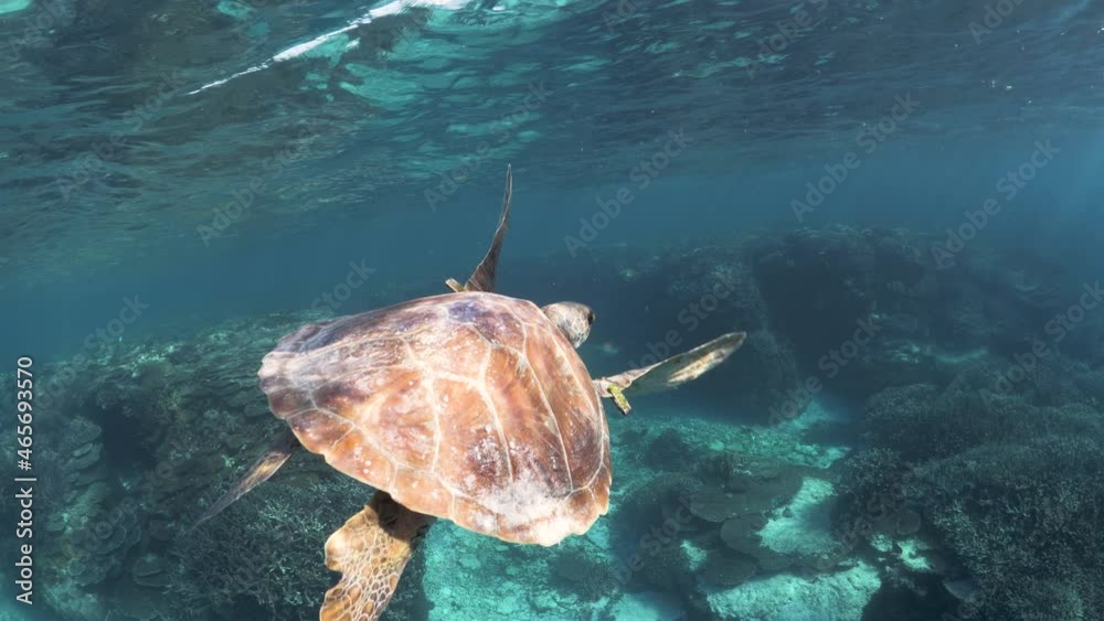 Sun beams shining through clear water flickering off the back of a ...