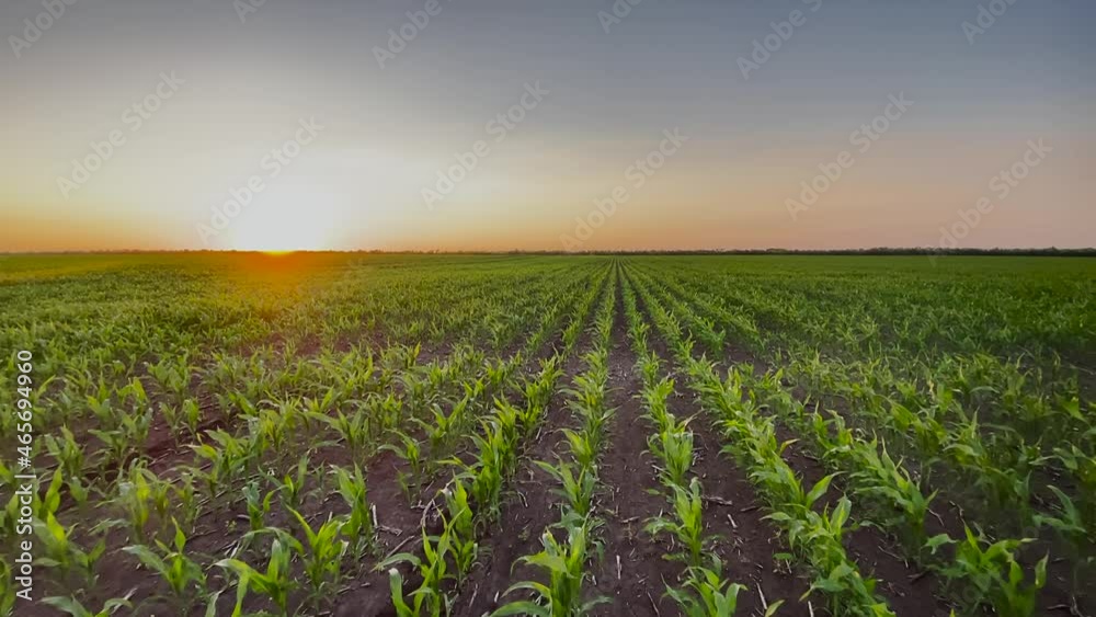 agriculture farm. corn field a sunset farm agricultural field. farm ...