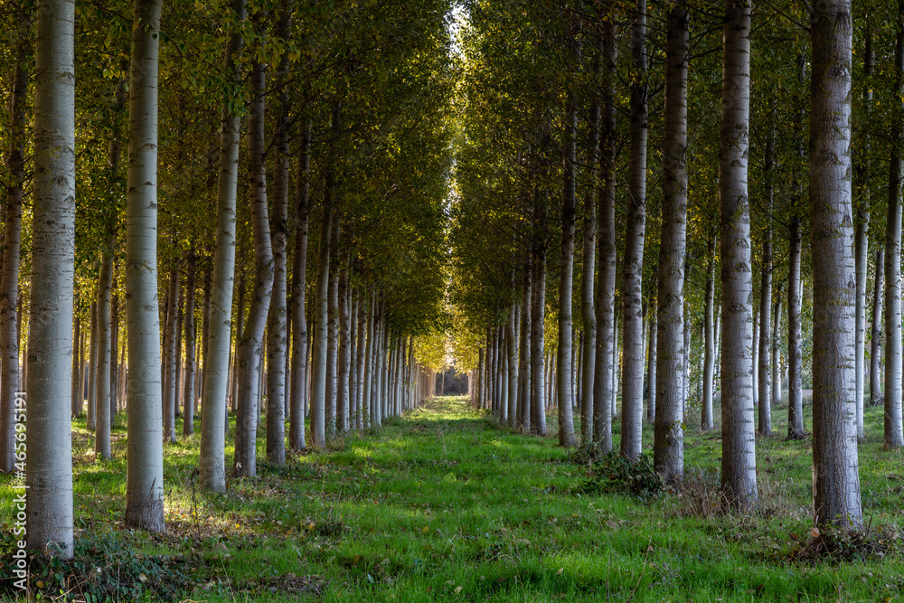Canadian Poplar Tree