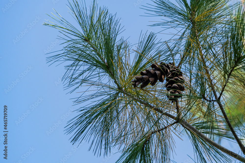 White pine Pinus strobus. Brown long cones among long needles on curved ...