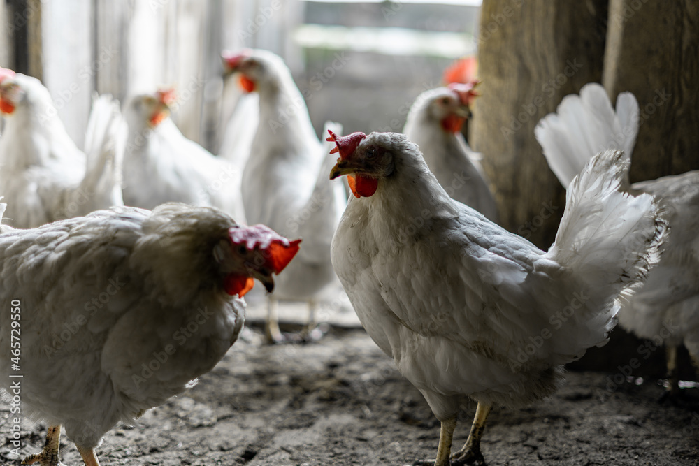 Two white chickens stand against the background of a flock of chickens ...