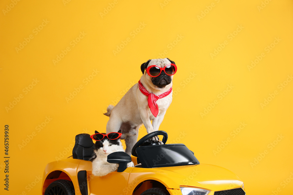 Dogs In Cars Pugs