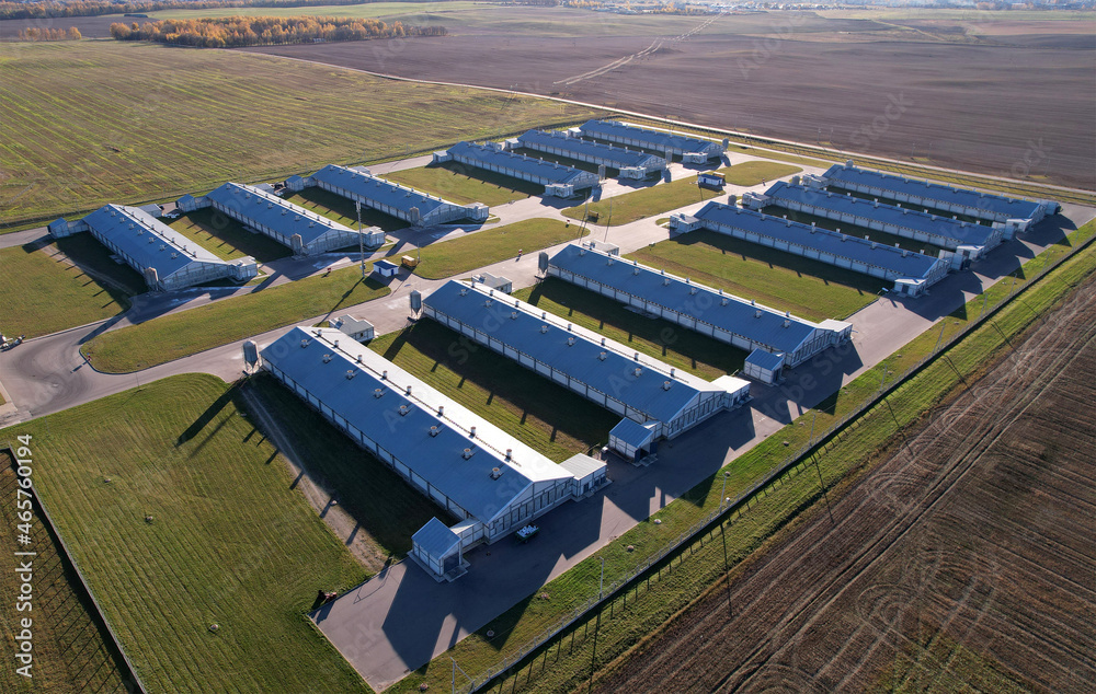 Farm building with cows and pigs in the village, aerial view. Cowshed ...