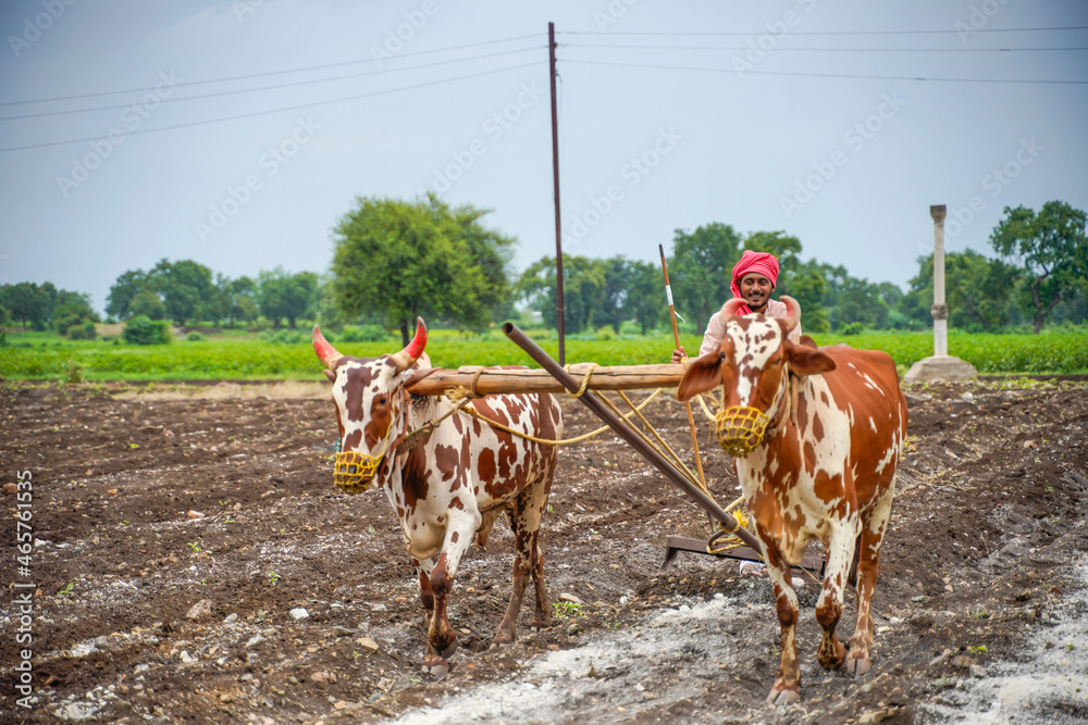 Indian farmer working with bull at his farm. Stock Photo | Adobe Stock