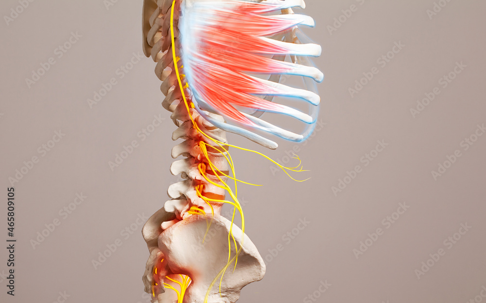 Spinal nerve illustration of human body. Human nervous system, spinal ...