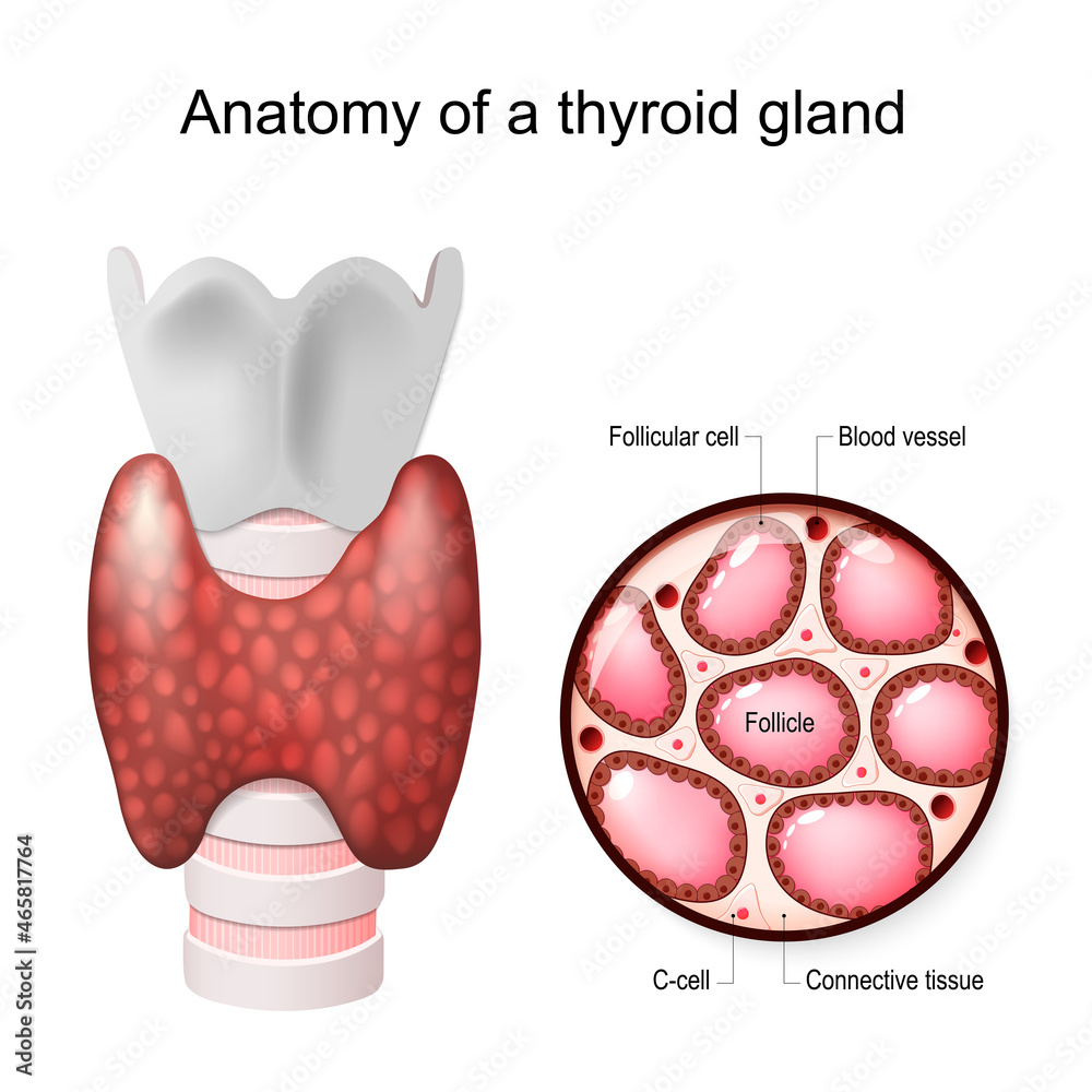 Anatomy of a thyroid gland. Stock Vector | Adobe Stock