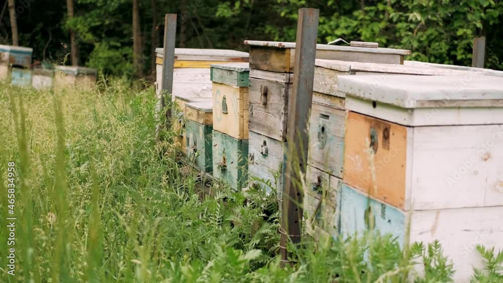 Wooden bee houses with many bees flying in and out. Apiary, beehive and ...