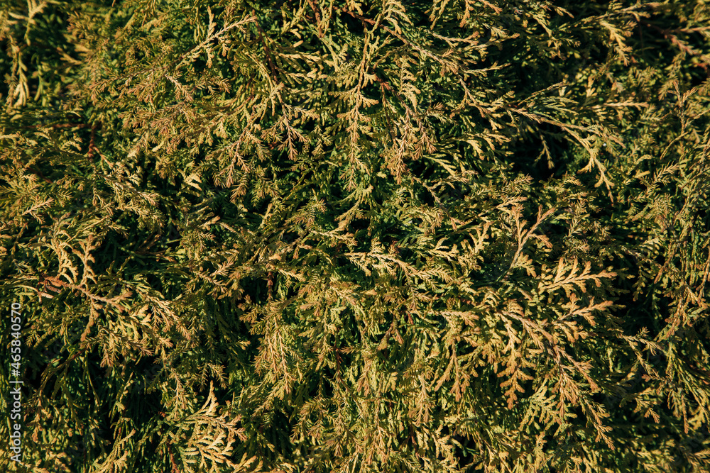 Natural green texture. Evergreen plants. Stock Photo | Adobe Stock