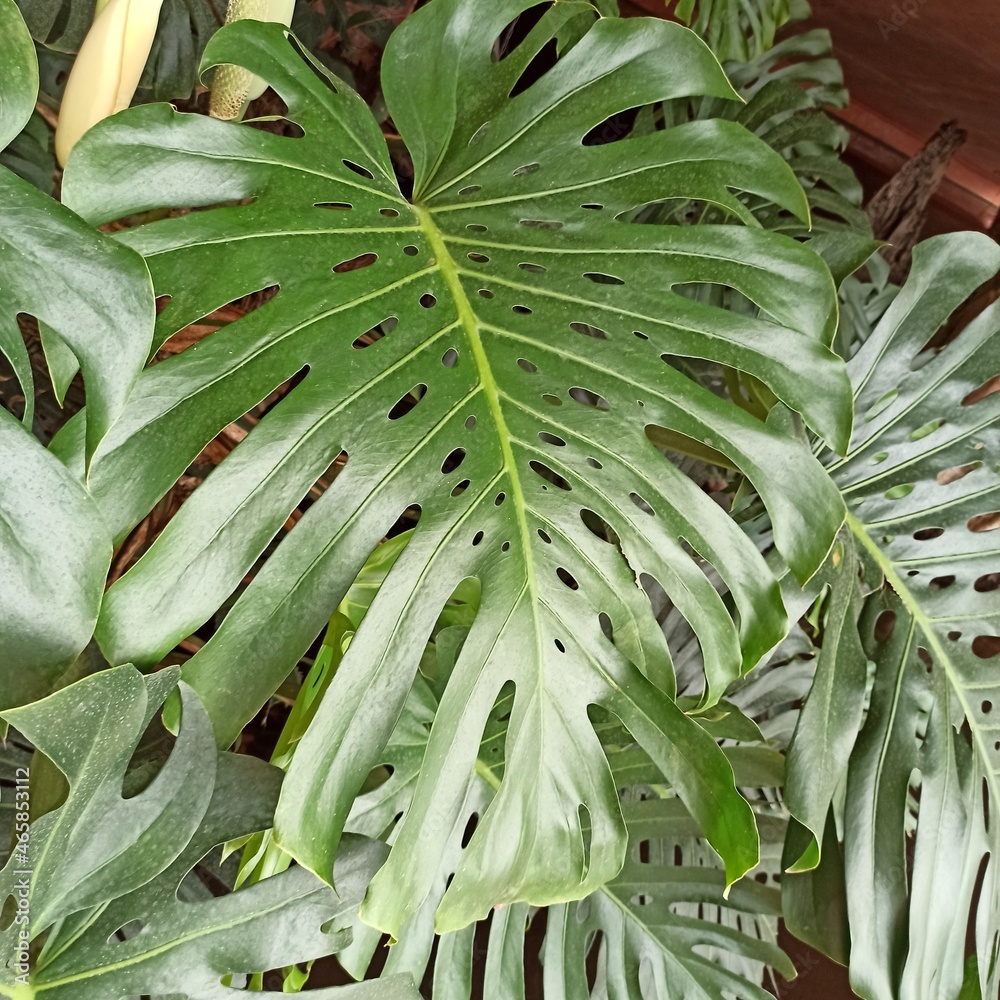 Monstera deliciosa Stock Photo | Adobe Stock
