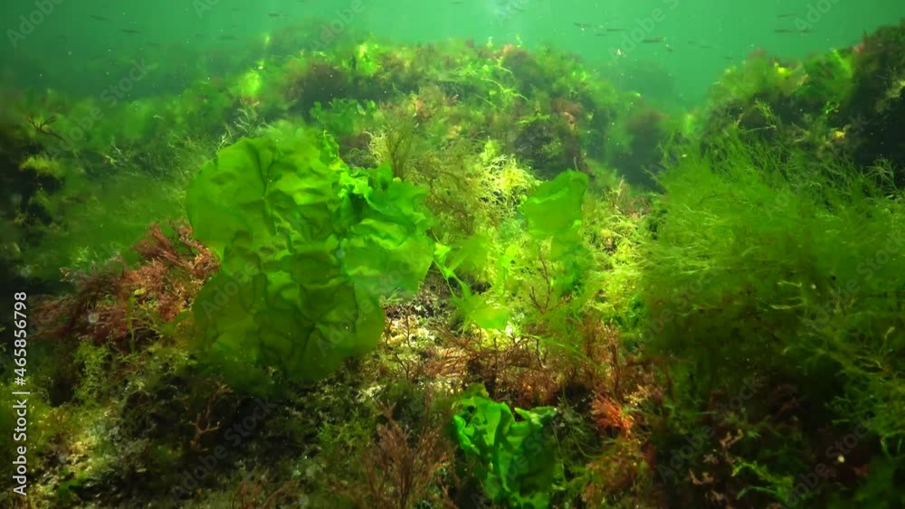 Photosynthesis in the sea, underwater landscape. Green, red and brown ...