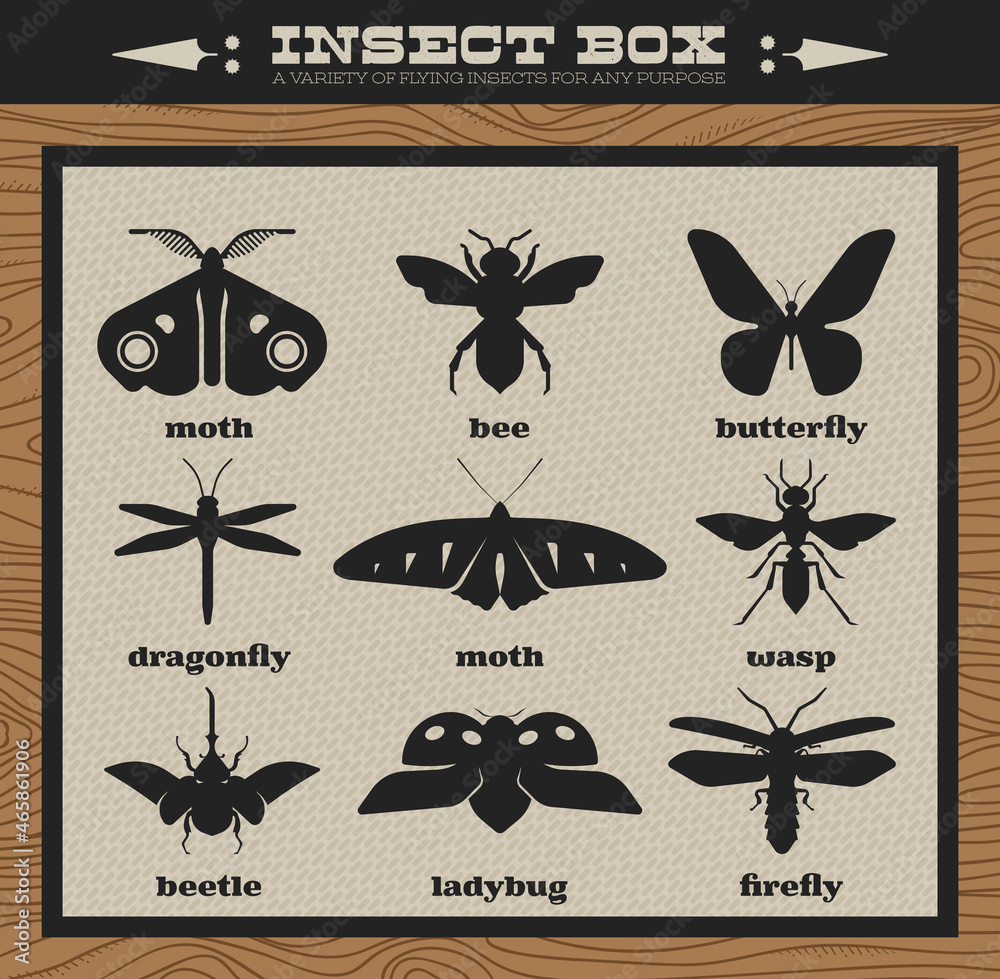 Insect Box - A Variety of Geometrical Insect Logos in a Shadow Box ...