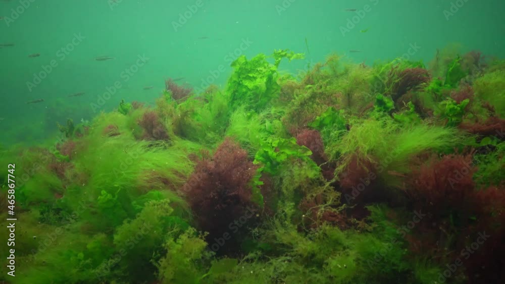 Photosynthesis in the sea, underwater landscape, fish Atherina pontica ...