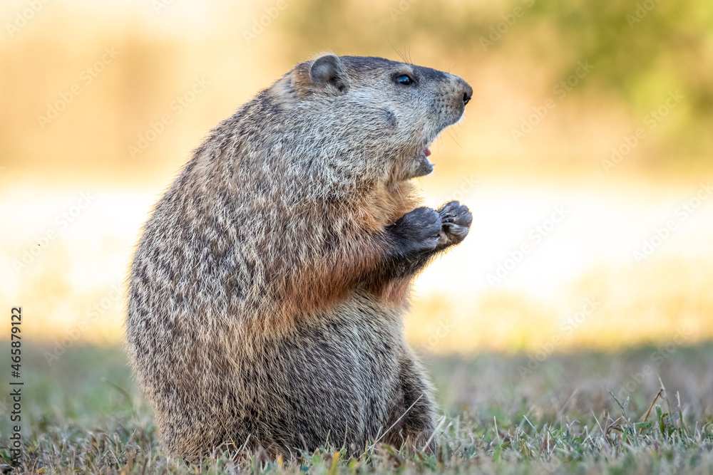 A Groundhog (Marmota monax) makes a funny expression as if it's ...