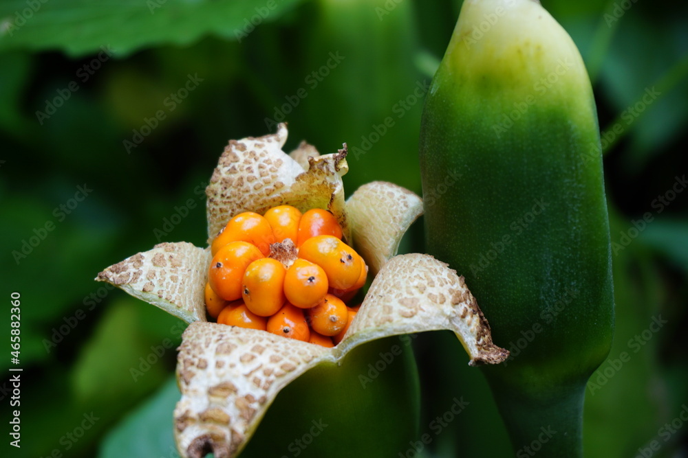 Taro flower (Colocasia esculenta, gothe) with natural background ...