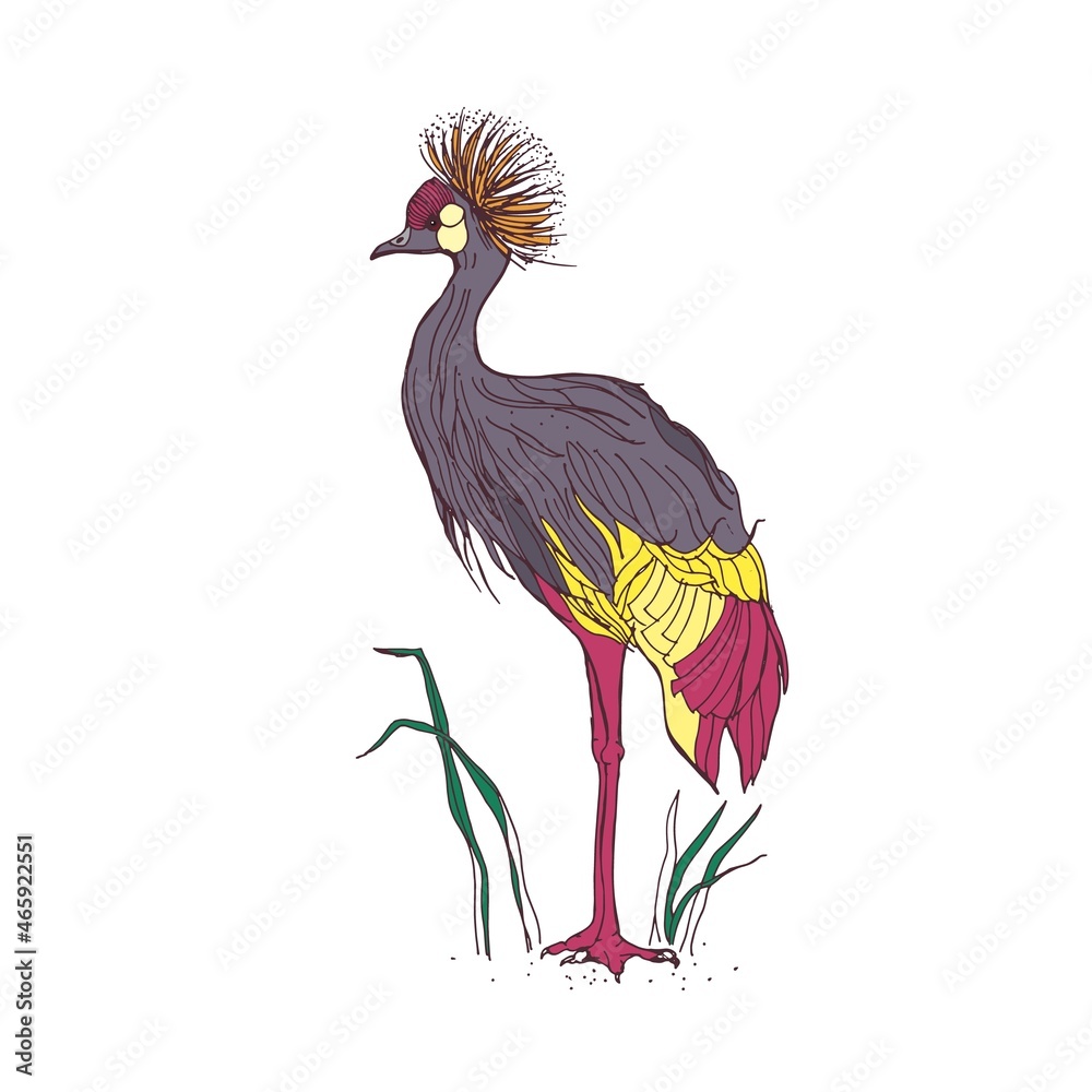 Gray-crowned crane, crested African tropical bird. Exotic jungle animal ...