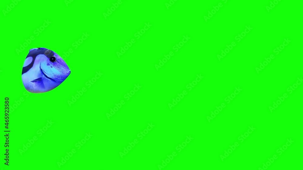 Blue Tang Fish Green screen Video, FISH Animation, Fish Swim green ...