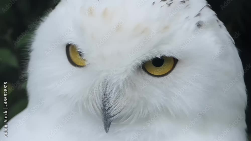 Close up of the head of a snowy owl also known as the polar owl, the ...