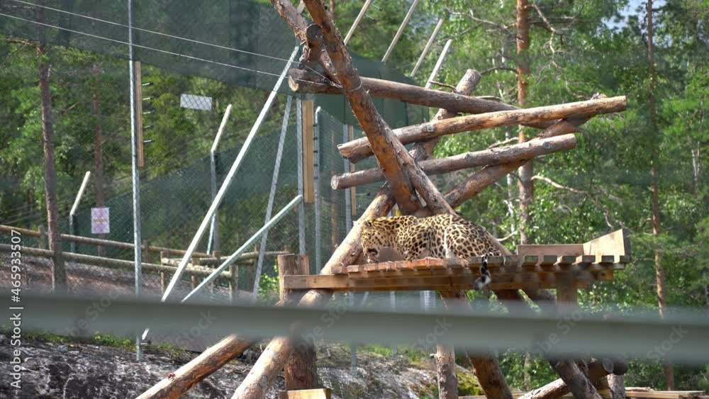 Critically endangered Amur Leopard kept in captivity Norway bear park ...