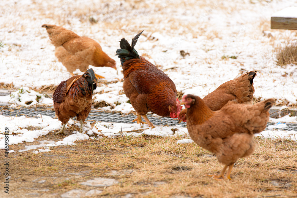 Korean native chicken having a feed. Stock Photo | Adobe Stock