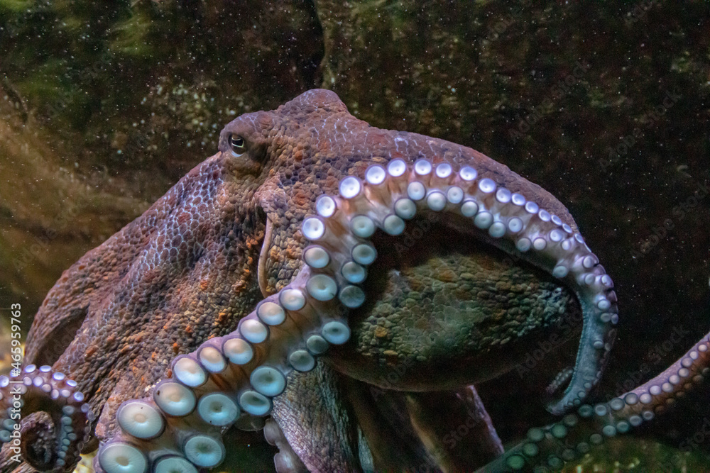 Pieuvre ou Poulpe commun (Octopus vulgaris) Stock Photo | Adobe Stock