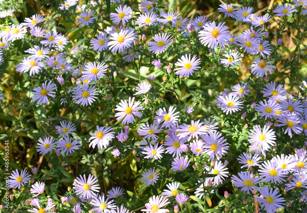 Blue flowers in the garden. Symphyotrichum dumosum commonly known as ...