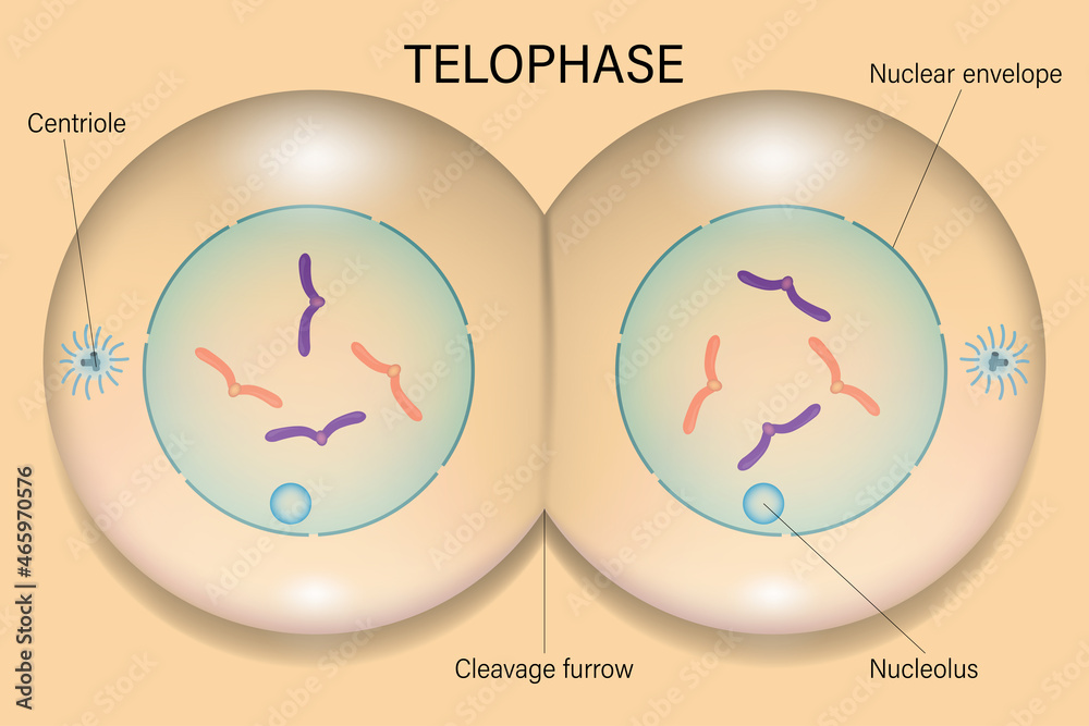 Telophase. Cell division. Cell cycle. Stock Vector | Adobe Stock
