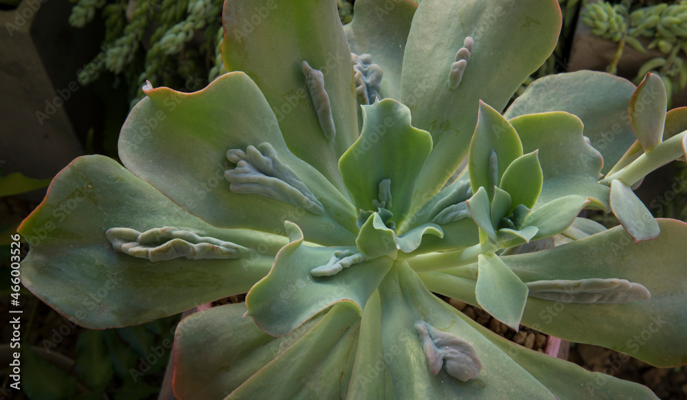 Exotic hybrid succulent plants. Top view of an Echeveria gibbiflora ...