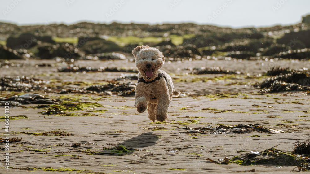 Cockapoo dog running on beach Stock Photo | Adobe Stock