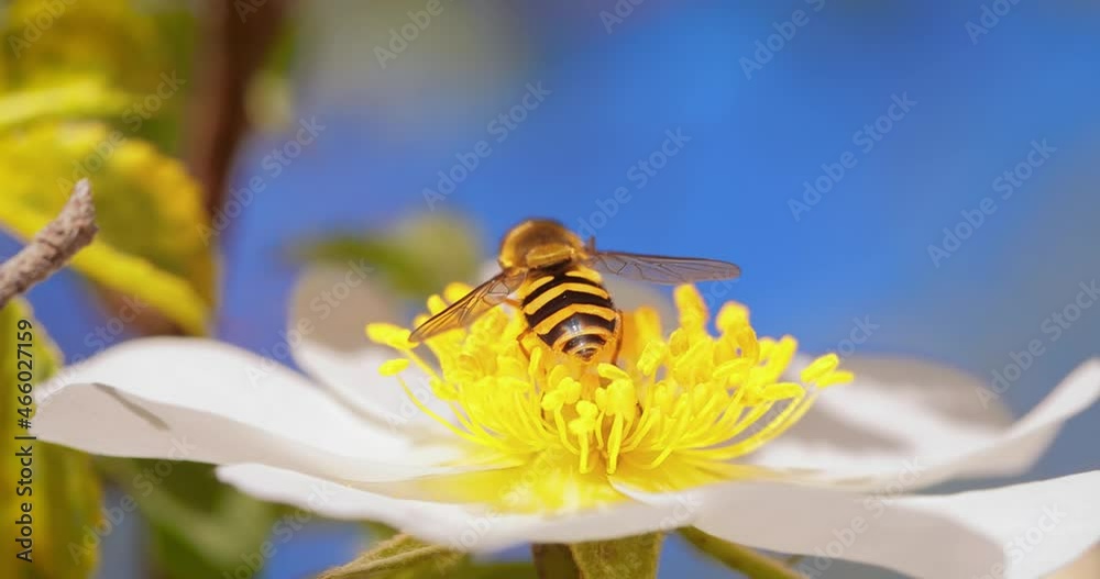 Hoverflies, flower flies or syrphid flies, insect family Syrphidae.They ...