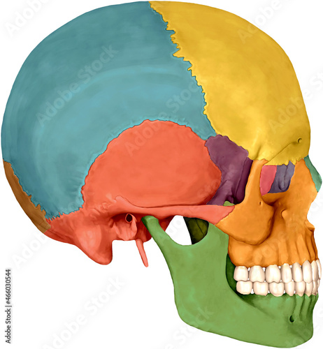 Anatomia do crânio lateral colorido Stock Illustration | Adobe Stock
