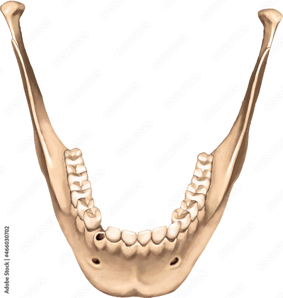 Anatomia da mandíbula anterior Stock Illustration | Adobe Stock