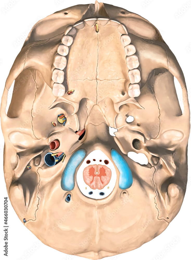 Anatomia da base do crânio com vasos sanguíneos Stock Illustration ...